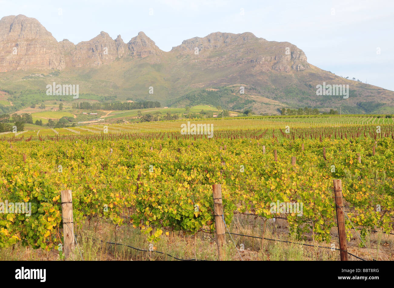 South africa western cape vineyards hi-res stock photography and images ...