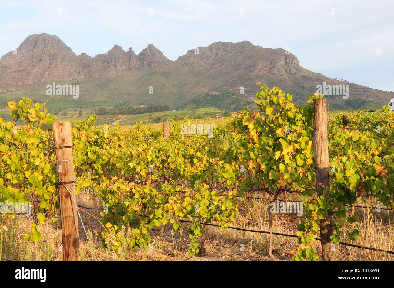 South Africa Western Cape Vineyards Stock Photos & South Africa Western ...