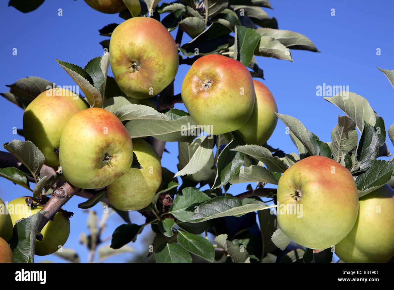 Renetta apples hi-res stock photography and images - Alamy