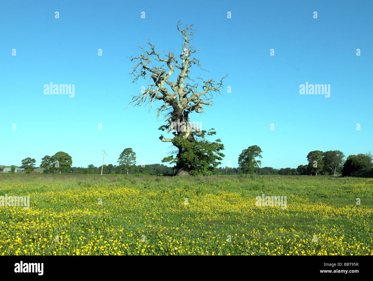 A fantastic tree in a field Stock Photo - Alamy
