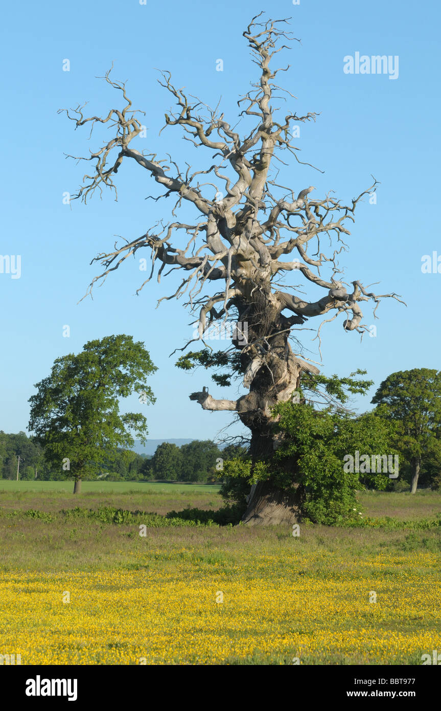 A fantastic shaped dead tree in a field Stock Photo - Alamy