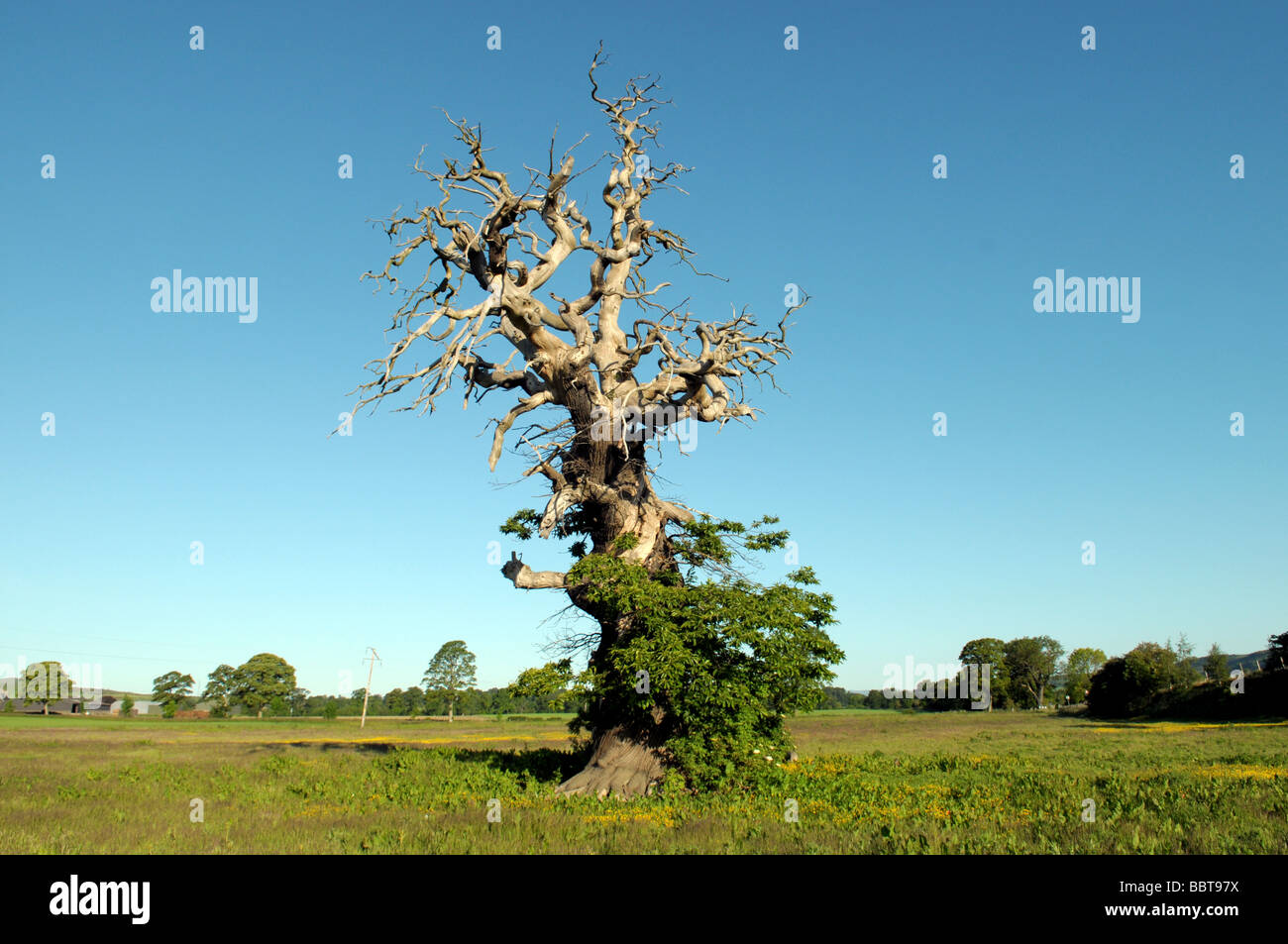 A fantastic shaped dead tree in a field Stock Photo - Alamy
