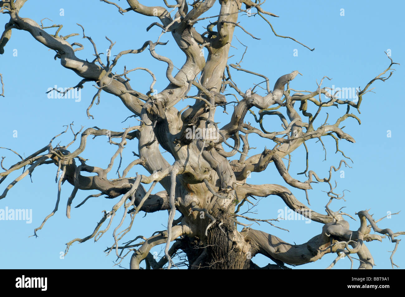 A fantastic shaped dead tree in a field Stock Photo - Alamy