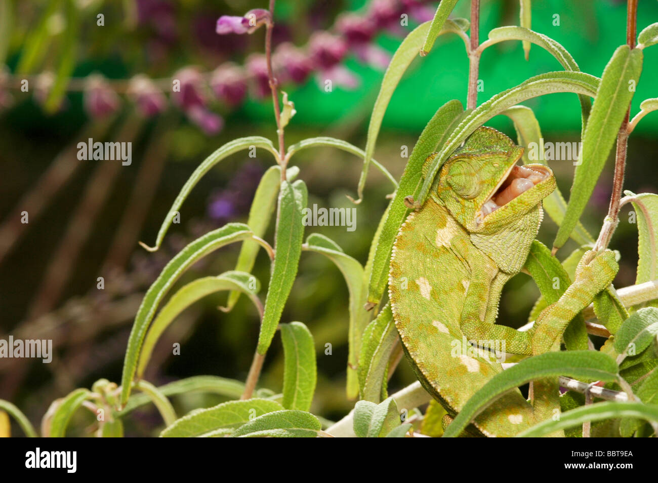 Common chameleon mediterranean chameleon chamaeleo hi-res stock ...