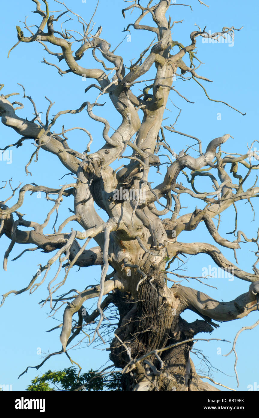 A fantastic shaped dead tree in a field Stock Photo - Alamy