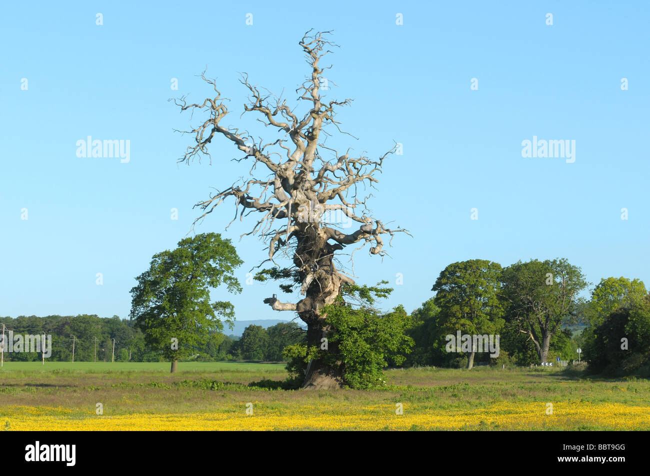 A fantastic shaped dead tree in a field Stock Photo - Alamy