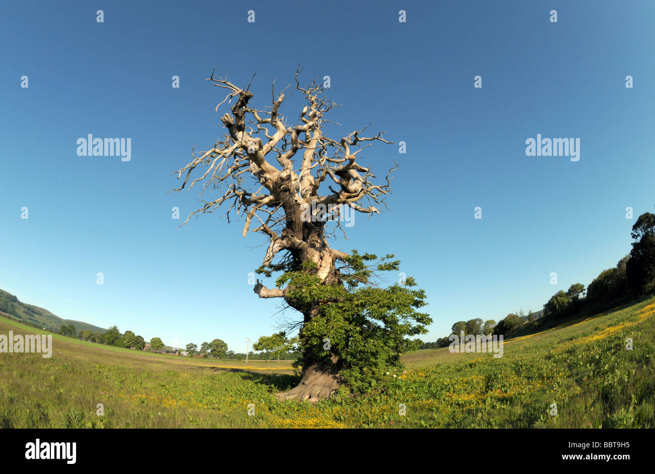A fantastic shaped dead tree in a field Stock Photo - Alamy