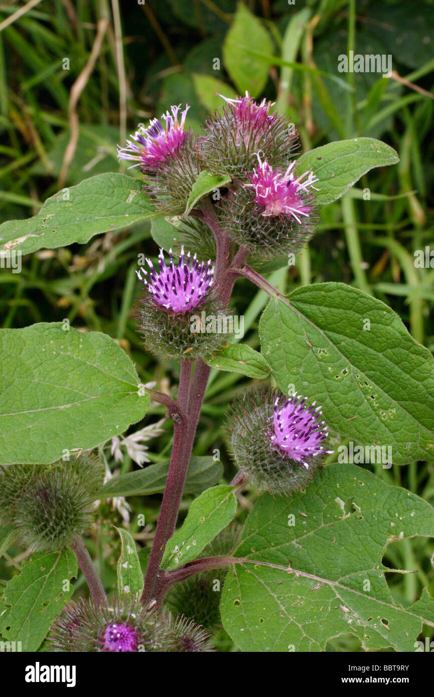 Lesser burdock Arctium minus Asteraceae UK Stock Photo - Alamy