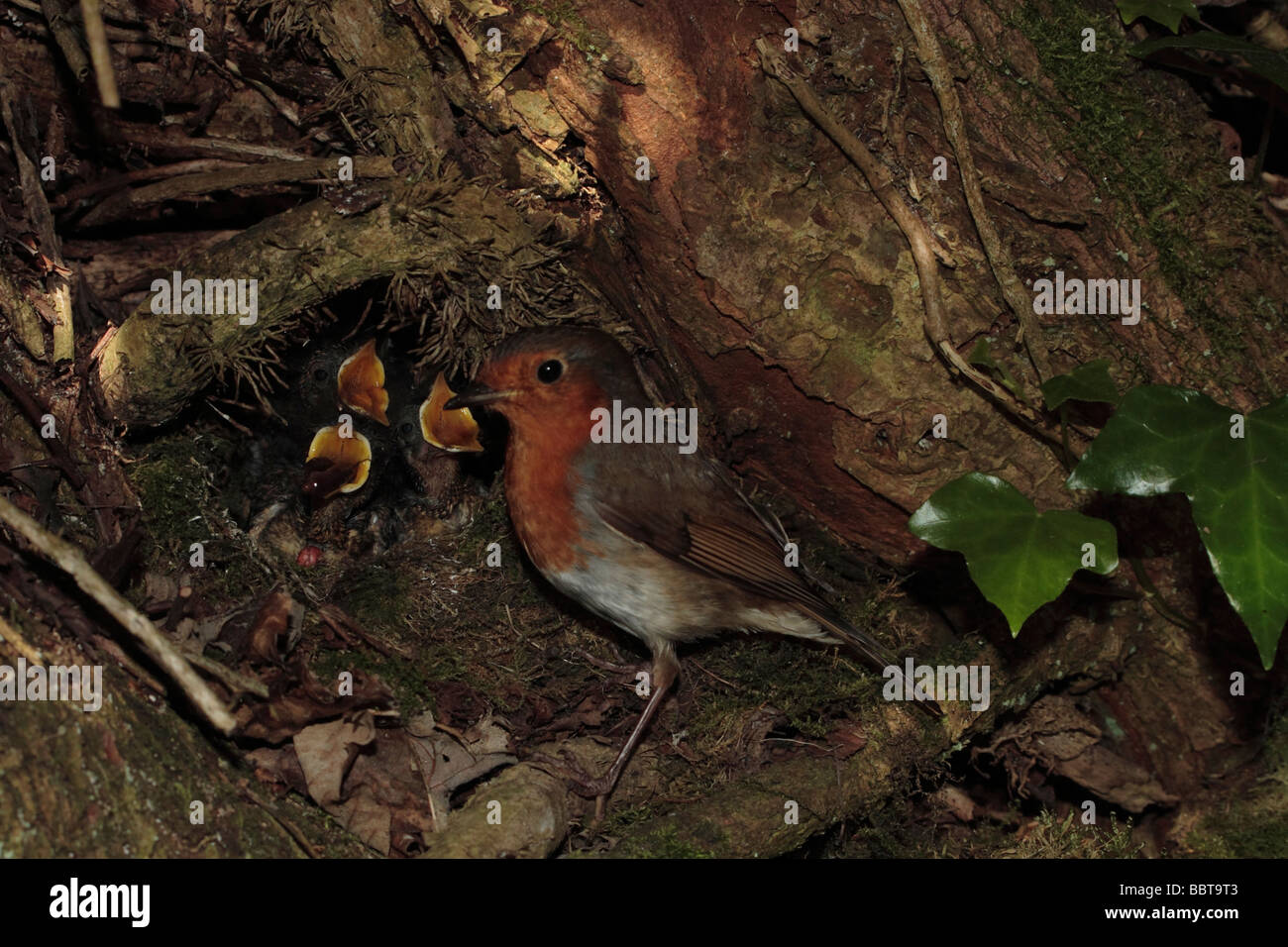 Robin nest uk hi-res stock photography and images - Alamy