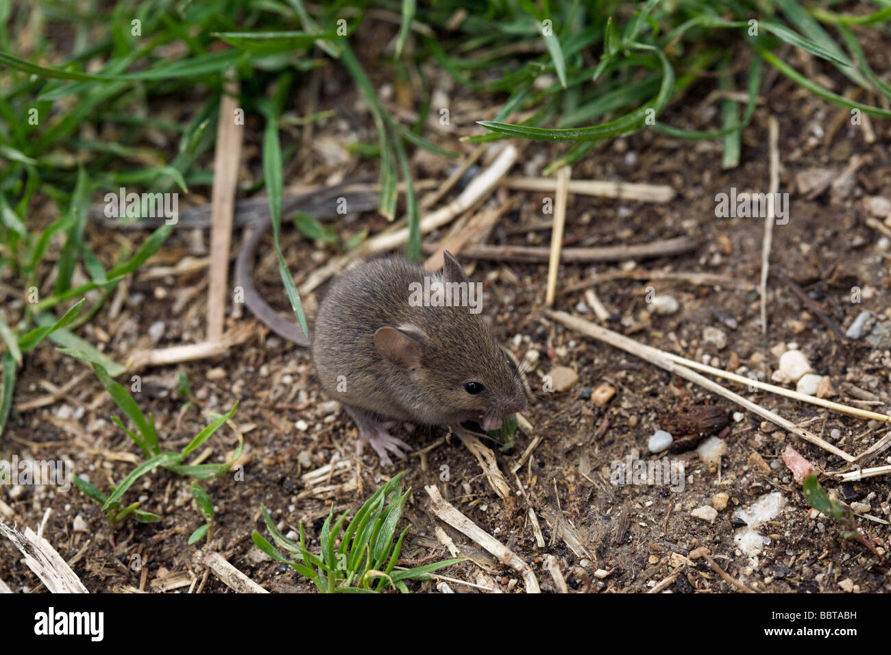 Mouse, Trentino Alto Adige, Italy Stock Photo - Alamy