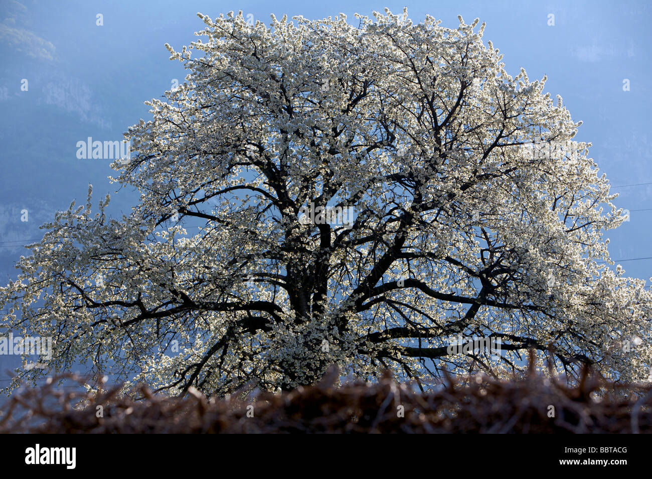 Cherry tree, Trentino Alto Adige, Italy Stock Photo - Alamy