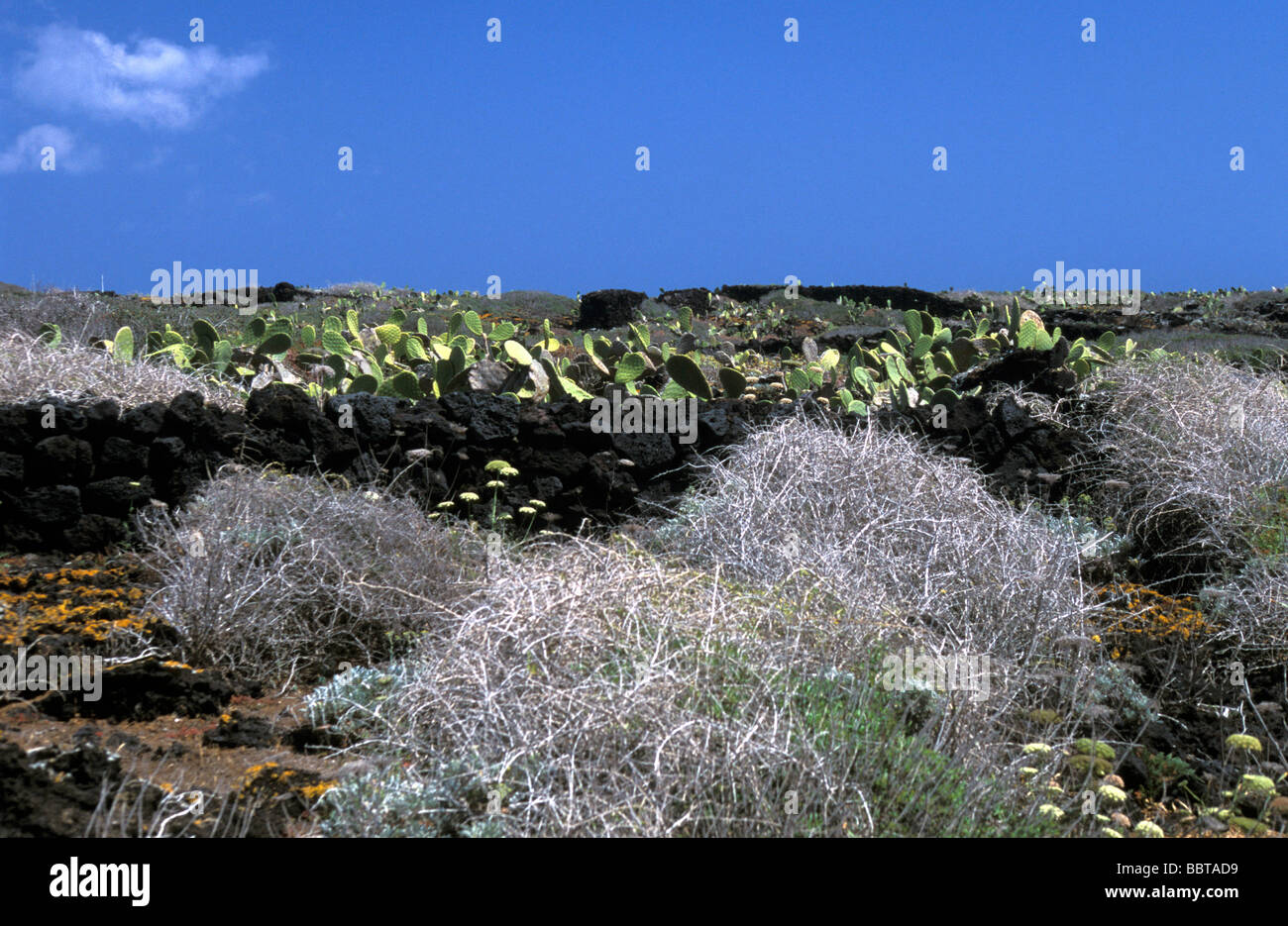 Vegetation, Linosa island, Pelagie Islands, Sicily, Italy Stock Photo ...