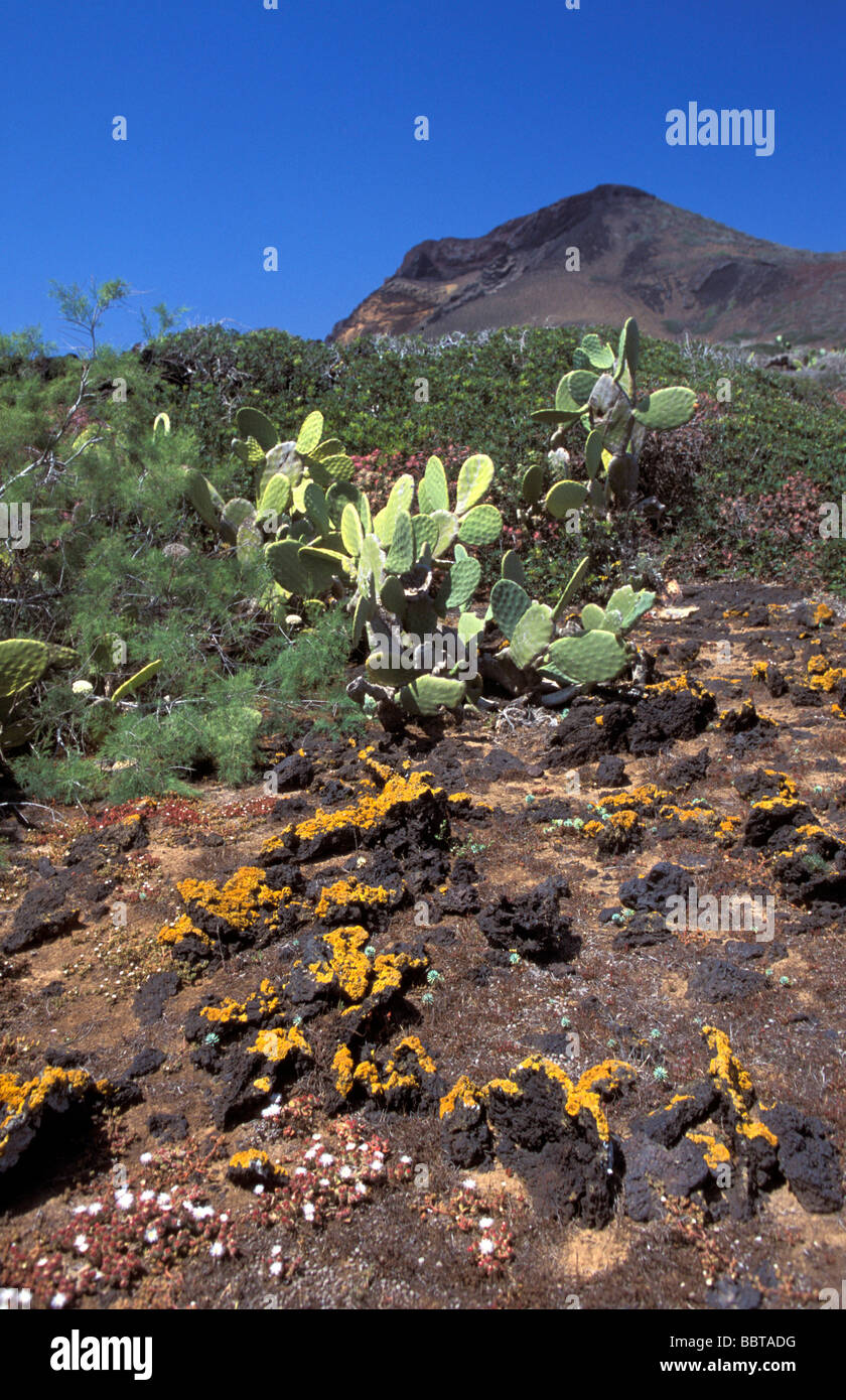 Vegetation, Linosa island, Pelagie Islands, Sicily, Italy Stock Photo ...