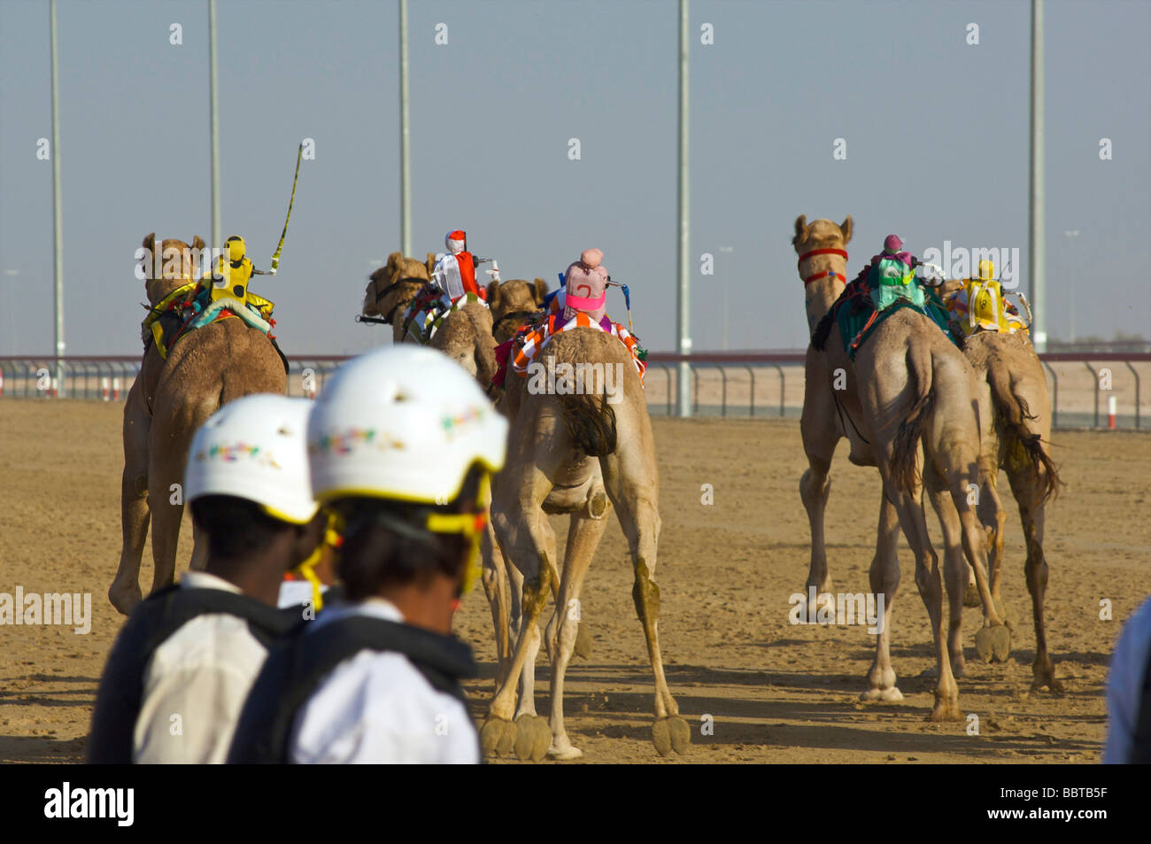 Dubai Camel racing with robot jockey Stock Photo - Alamy