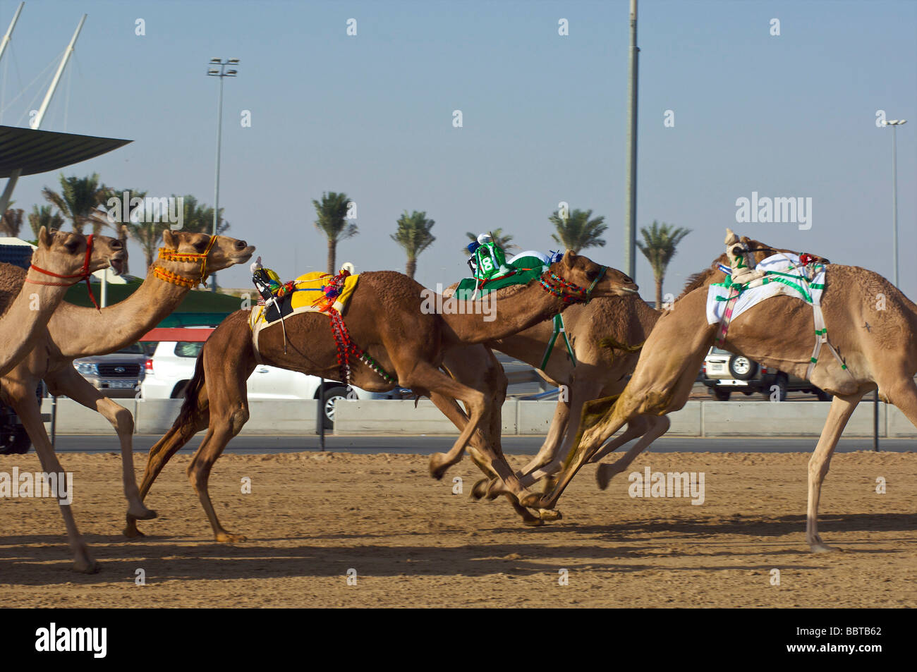 Dubai Camel racing Stock Photo - Alamy