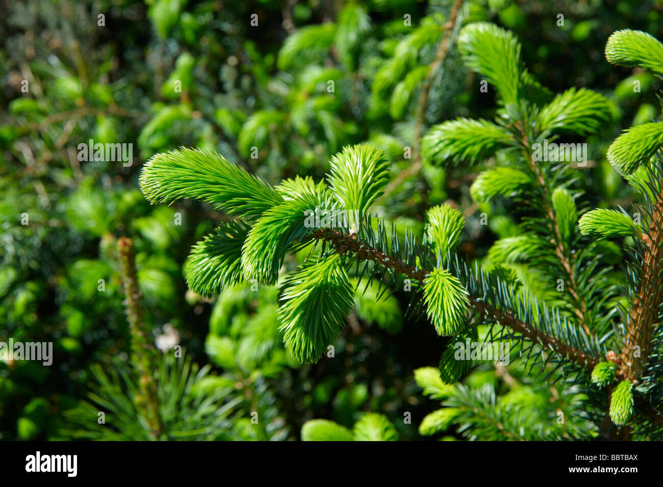 Scots fir hi-res stock photography and images - Alamy