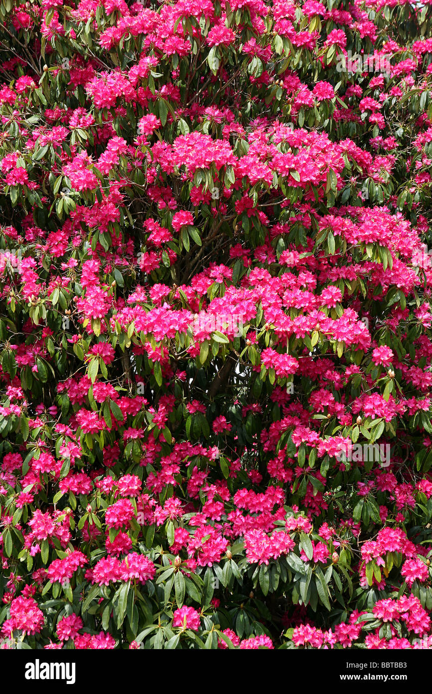 Rhododenron in flower Stock Photo - Alamy