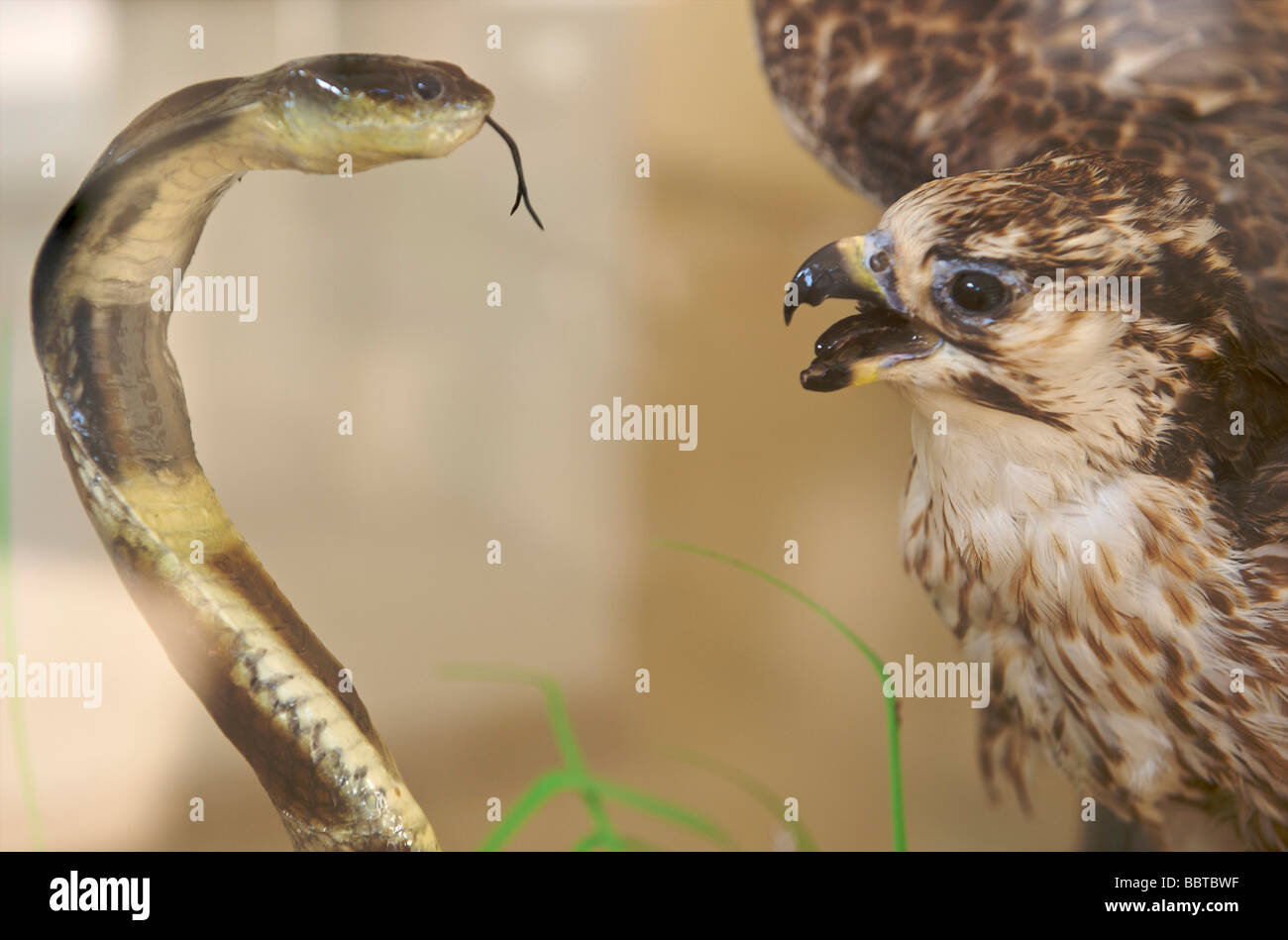 Dubai falcon attacking a snake Stock Photo - Alamy