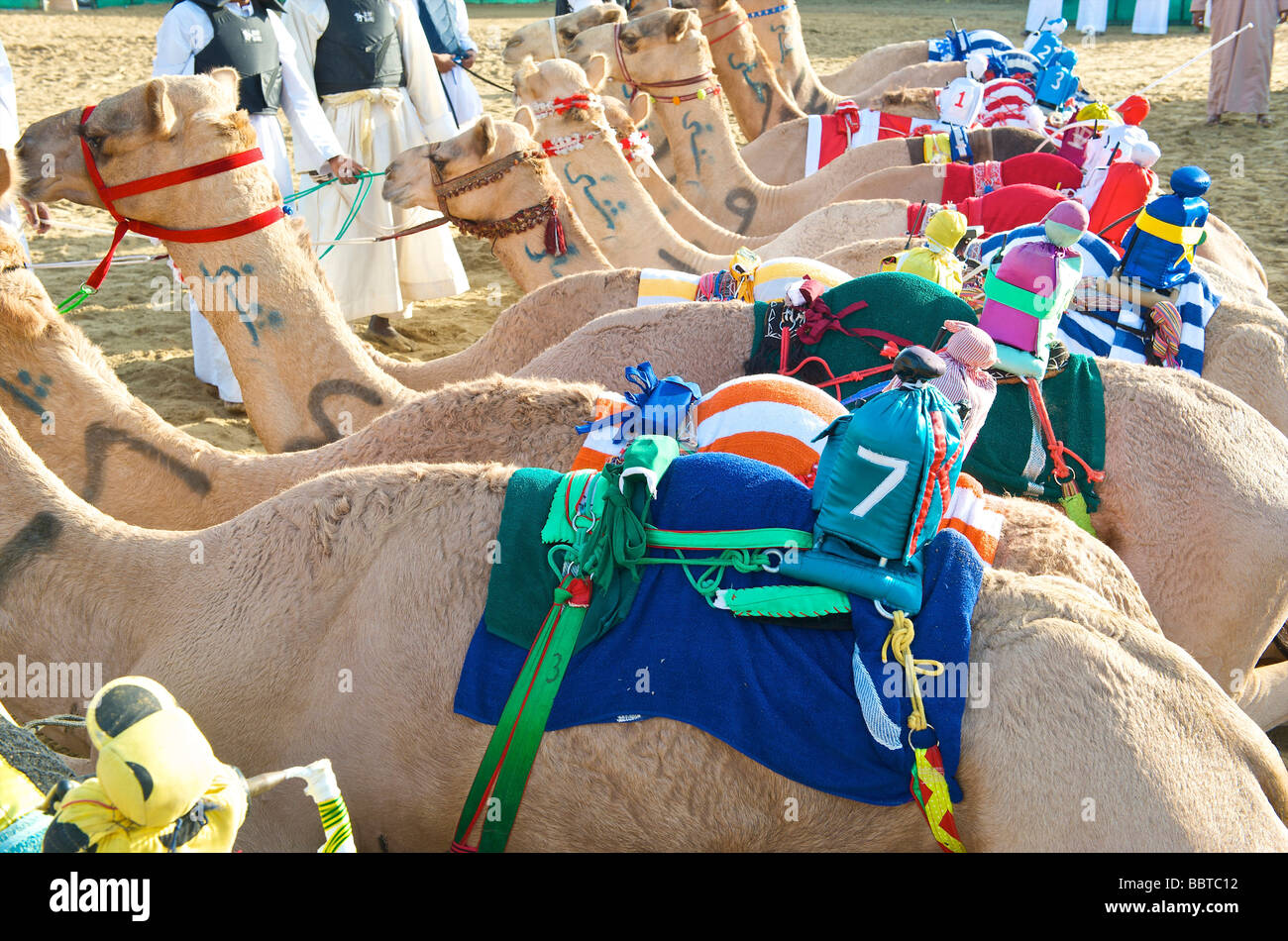 Dubai camels with robot jockeys waiting for the race Stock Photo - Alamy