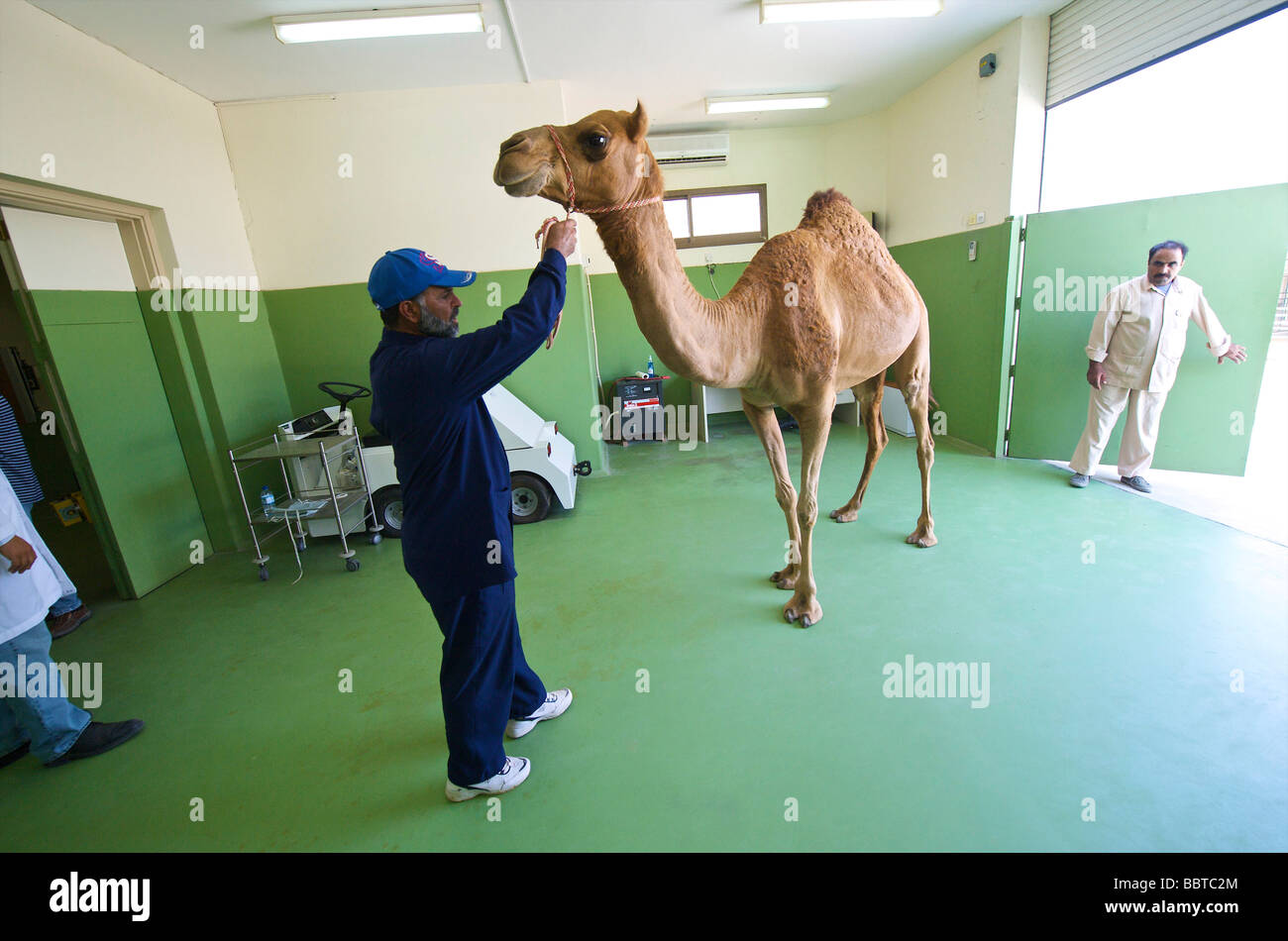 Dubai Camel Clinic Stock Photo - Alamy