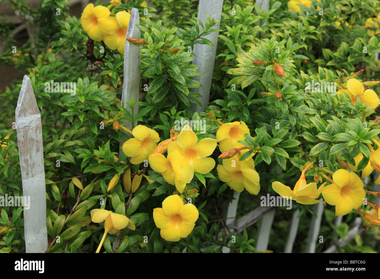 Allamanda cathartica Golden Trumpet yellow flowers Stock Photo - Alamy