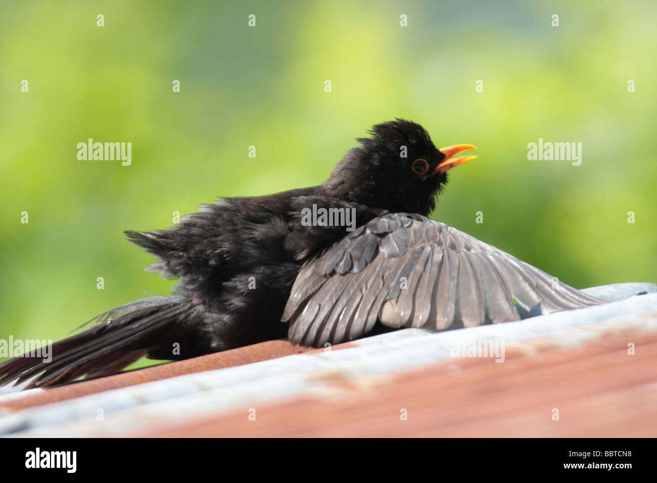 Blackbird sun bathing Stock Photo - Alamy