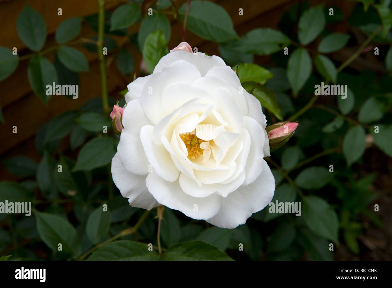 Rosa Climbing rose `White Cloud`. a beautiful compact white flower in ...