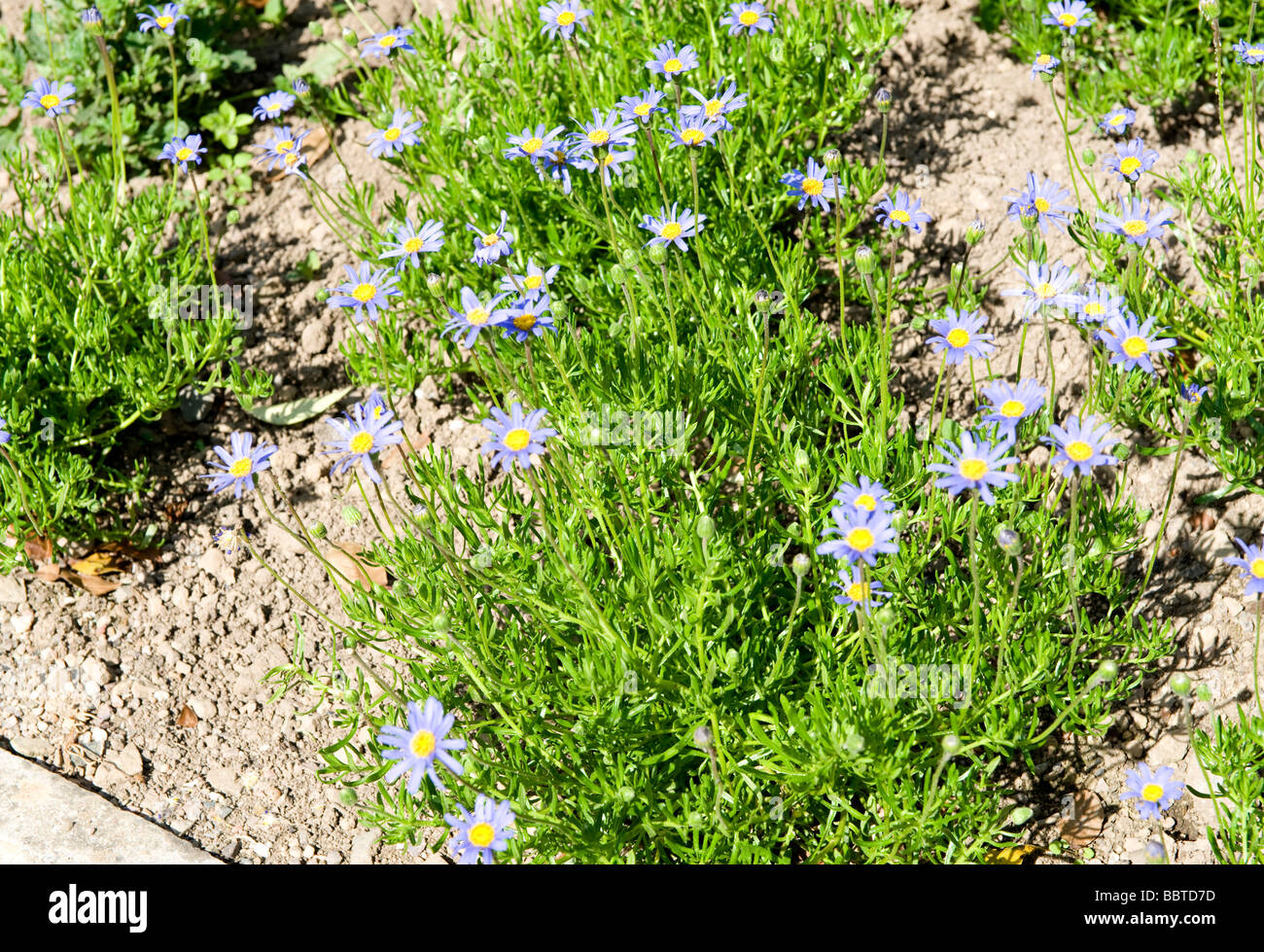 Blue felicia hi-res stock photography and images - Alamy