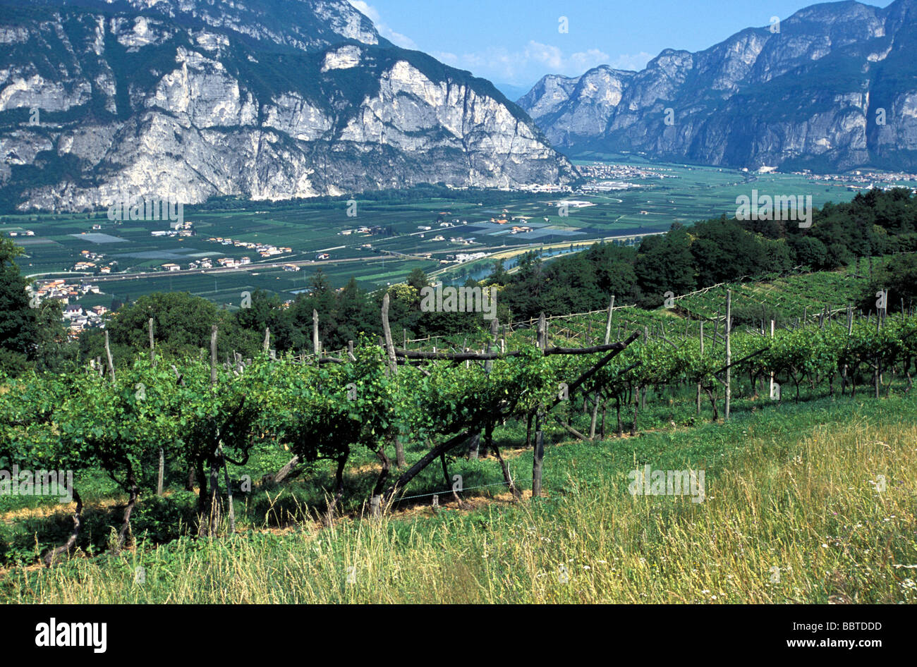 Vineyard Maso Toldin, Pressano, Val d'Adige, Trentino Alto Adige, Italy ...