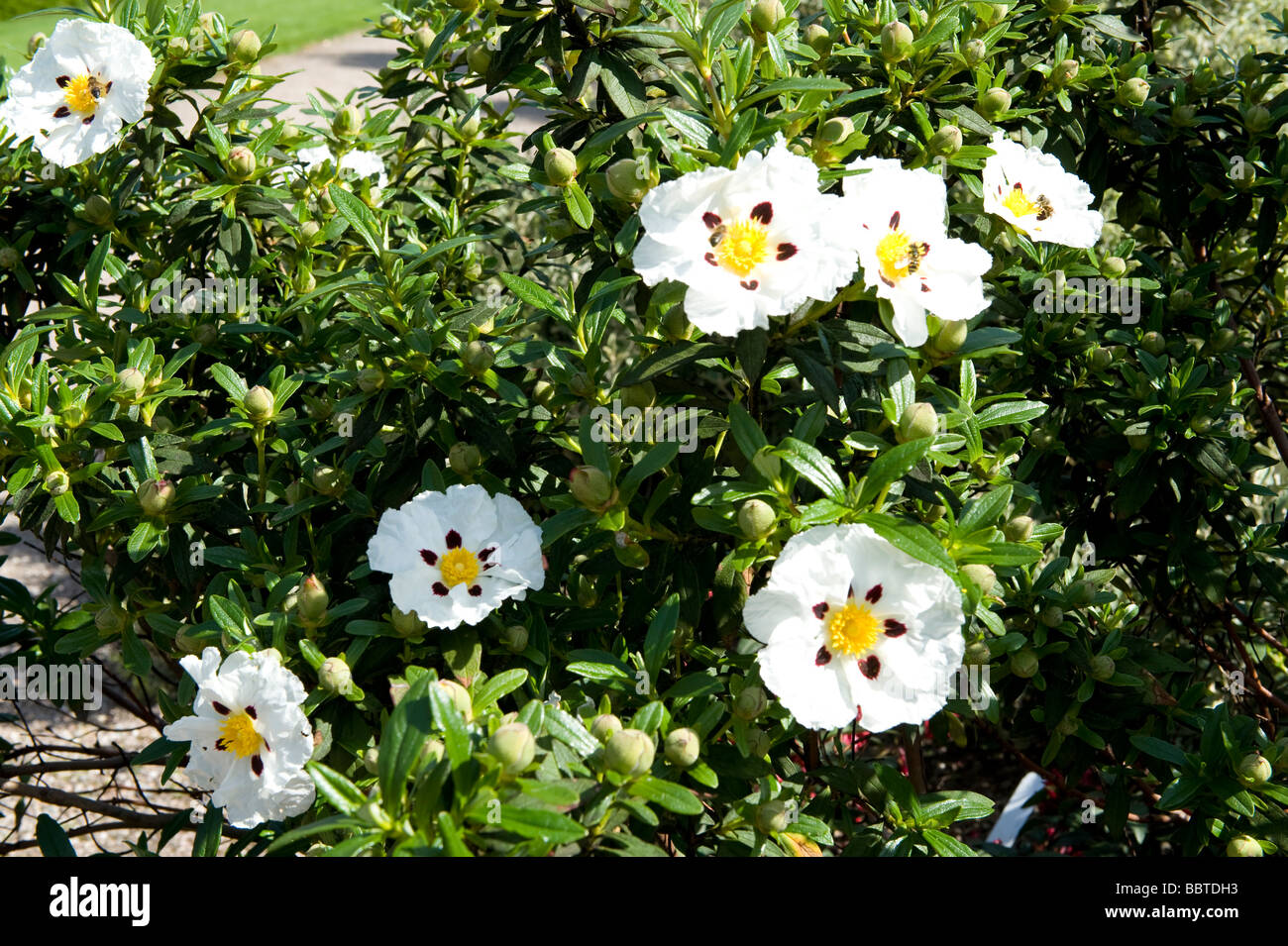 Cistus cyprius hi-res stock photography and images - Alamy