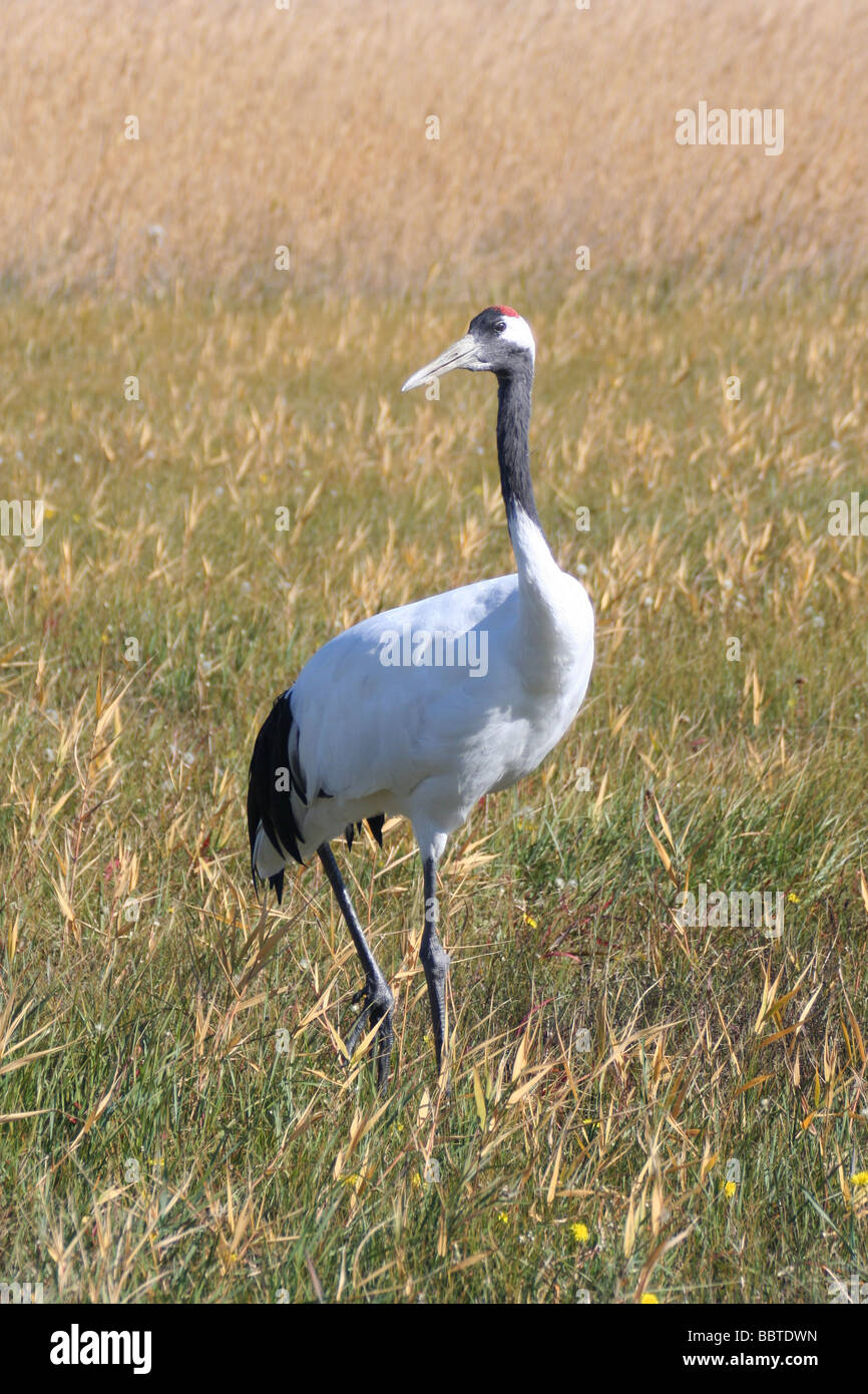 Crane bird hi-res stock photography and images - Alamy