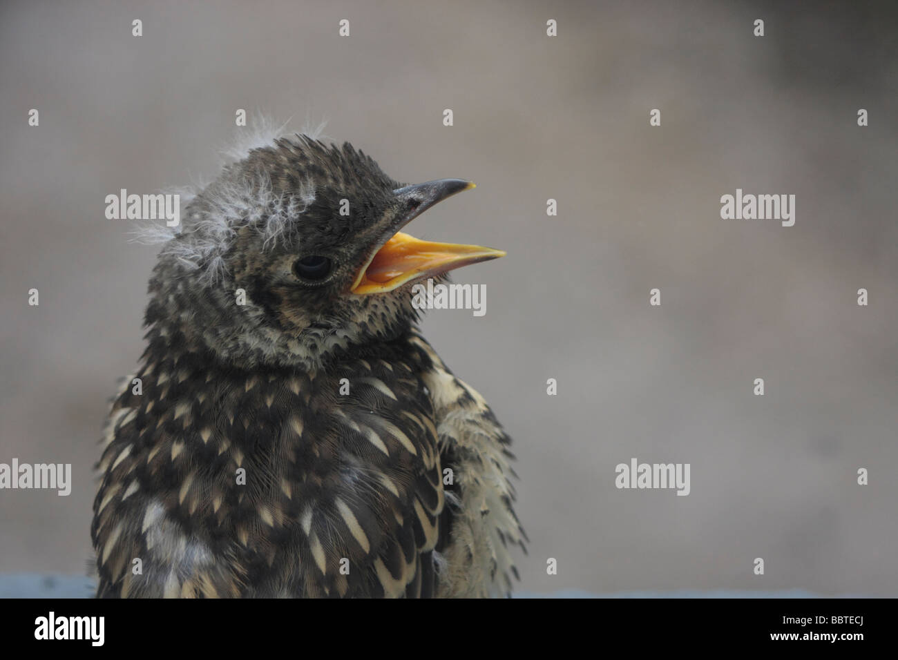 Song Thrush Chick Stock Photo - Alamy