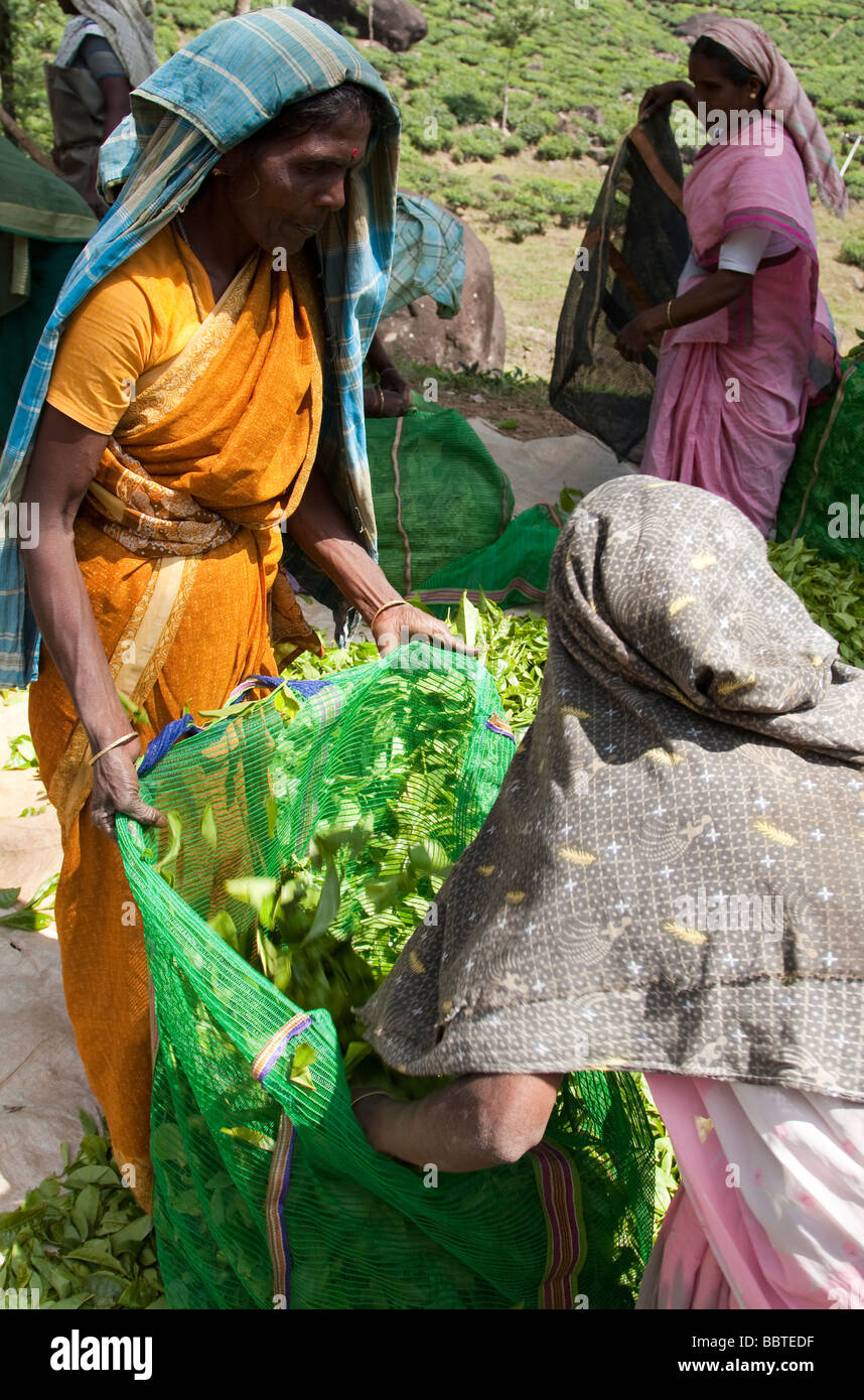 Tea pluckers india hi-res stock photography and images - Alamy