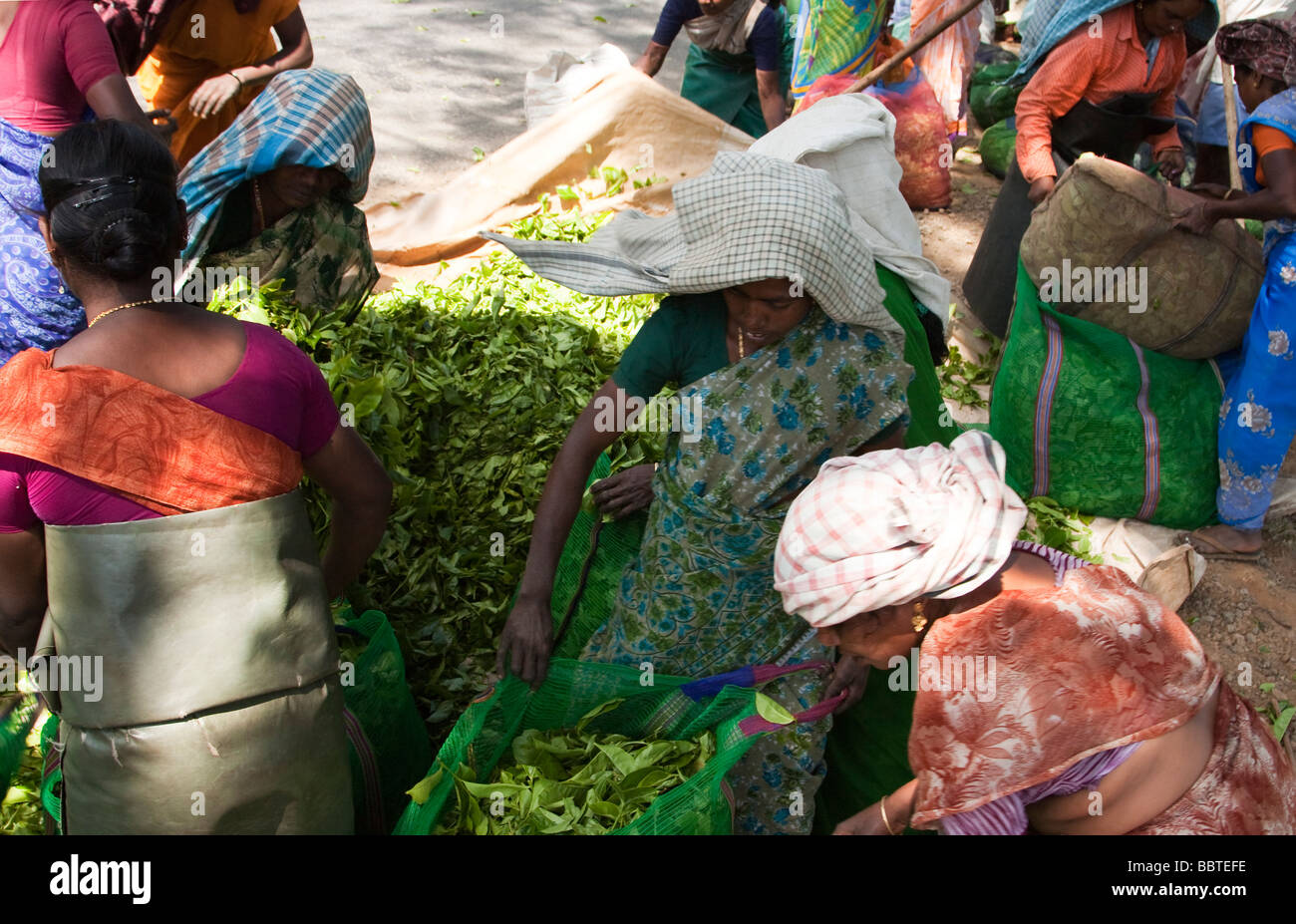 Tea pluckers india hi-res stock photography and images - Alamy