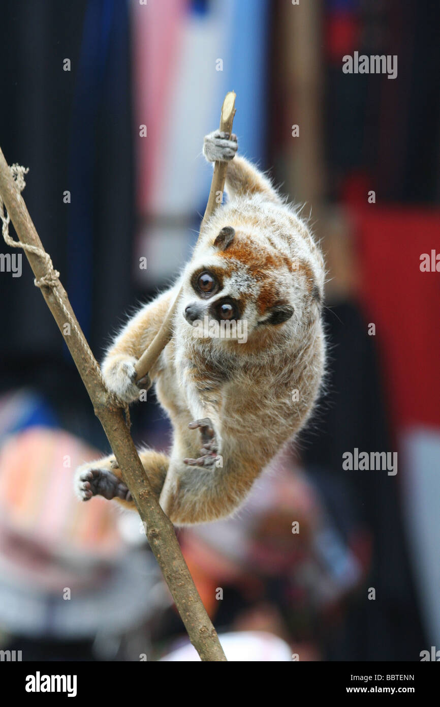 Slow lori hi-res stock photography and images - Alamy