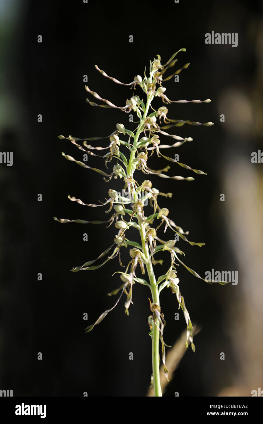 Lizard Orchid himantoglossum hircinum Stock Photo - Alamy