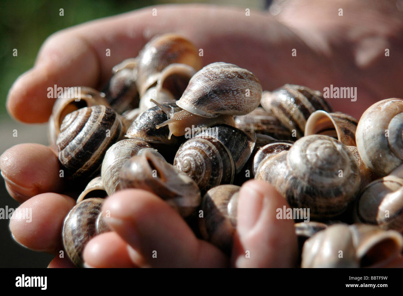 Snail, Sardinia, Italy Stock Photo - Alamy