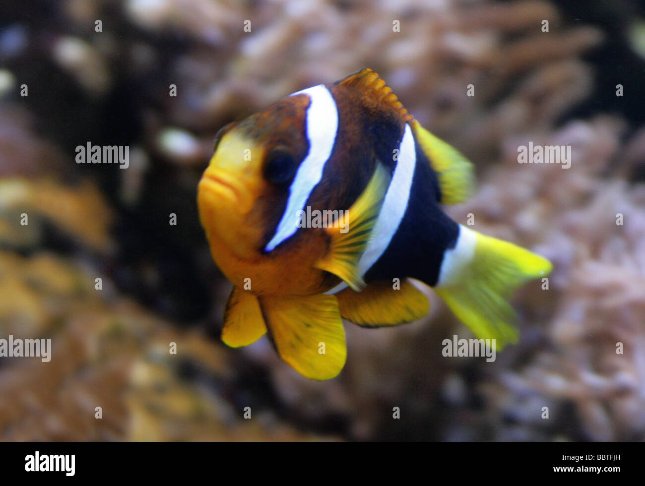 Clarks Anemone Fish, Amphiprion clarkii, aka the Clown Fish ...