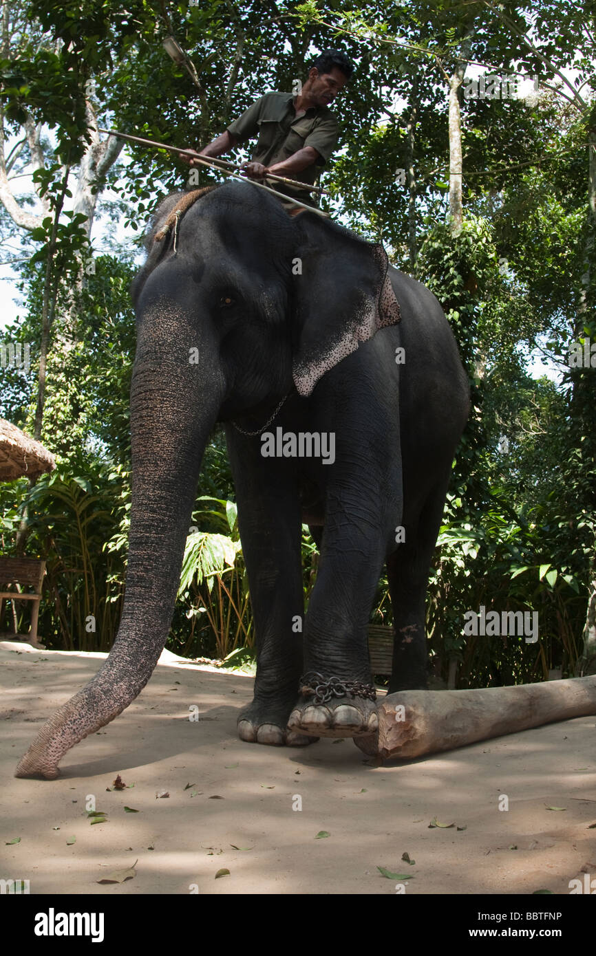 Elephant Trunk Carrying Elephant Stock Photos & Elephant Trunk Carrying ...