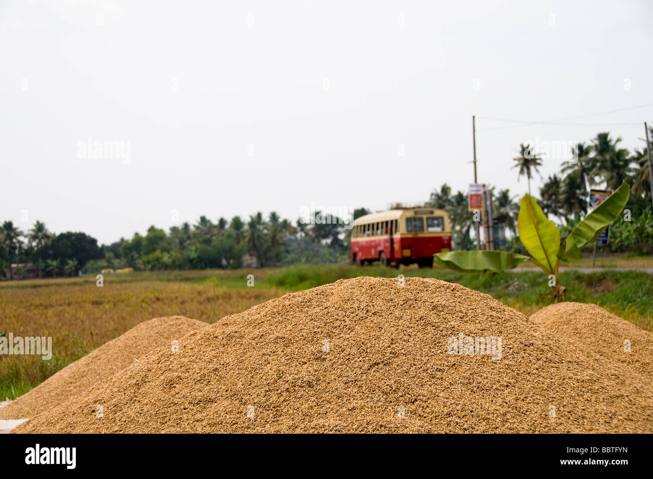 Rice stacks at harvest season Stock Photo - Alamy