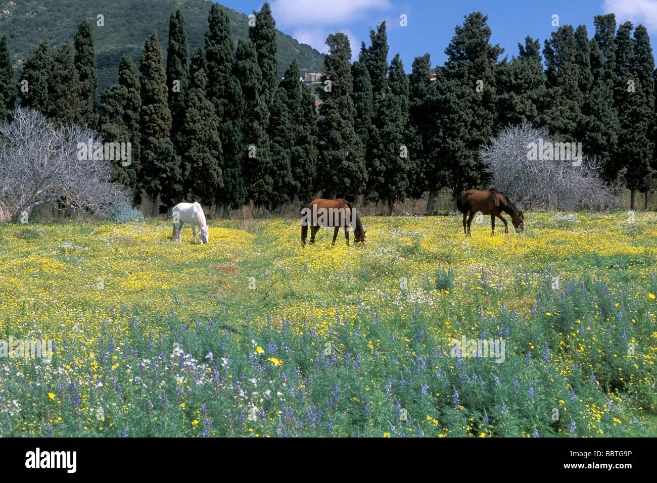 Domus De Maria, Sardinia, Italy Stock Photo - Alamy