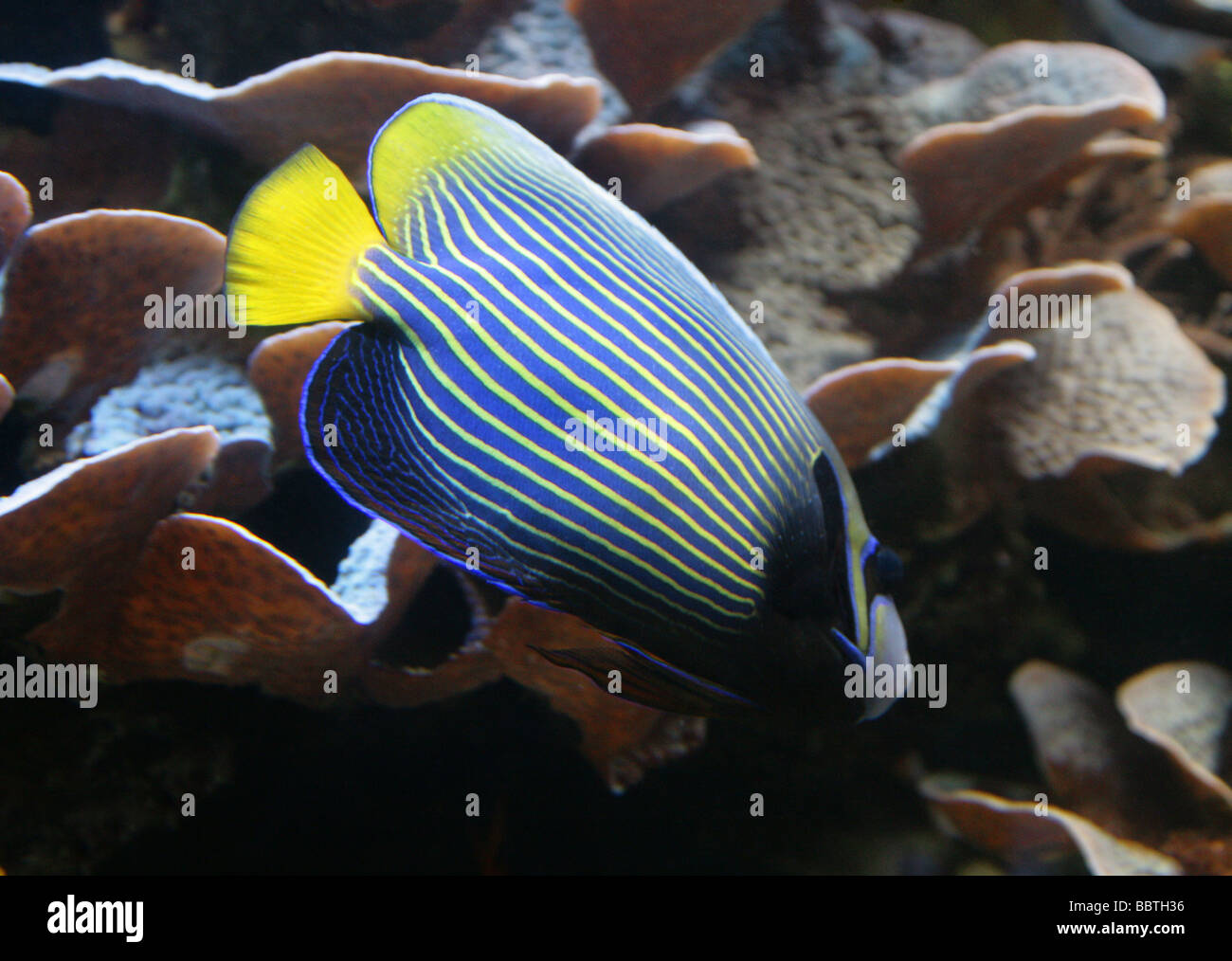 Emperor Angelfish, Pomacanthus imperator, Pomacanthidae, Perciformes ...