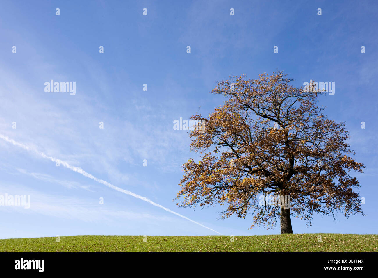 Oak tree on hill in autumn Stock Photo - Alamy
