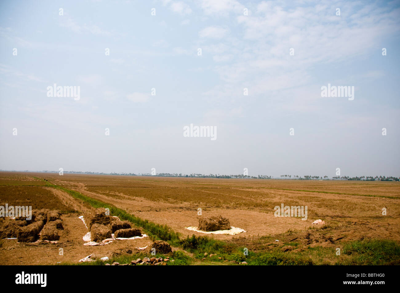 Paddy straw india hi-res stock photography and images - Alamy