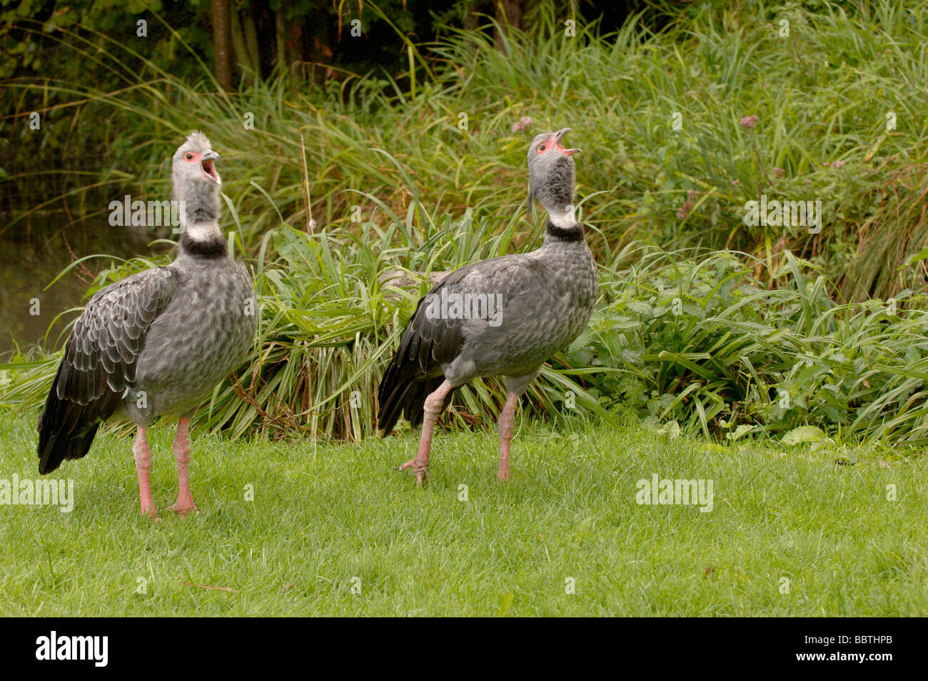 Crested Screamer Chauna torquata Stock Photo - Alamy
