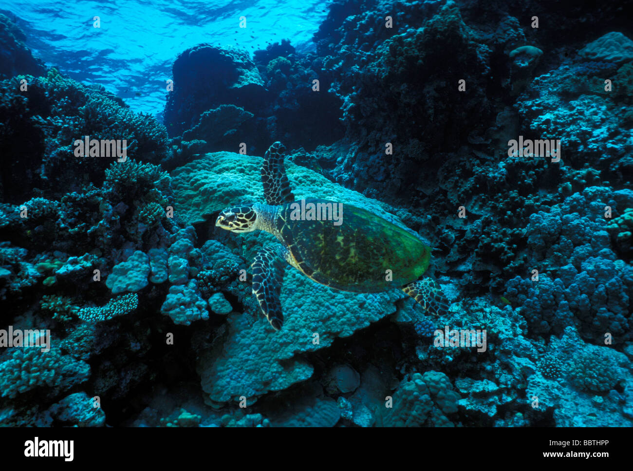 Marine turtle, Indonesia Stock Photo - Alamy