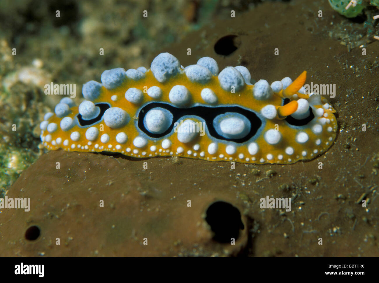 Phyllidia ocellata, Indonesia Stock Photo - Alamy