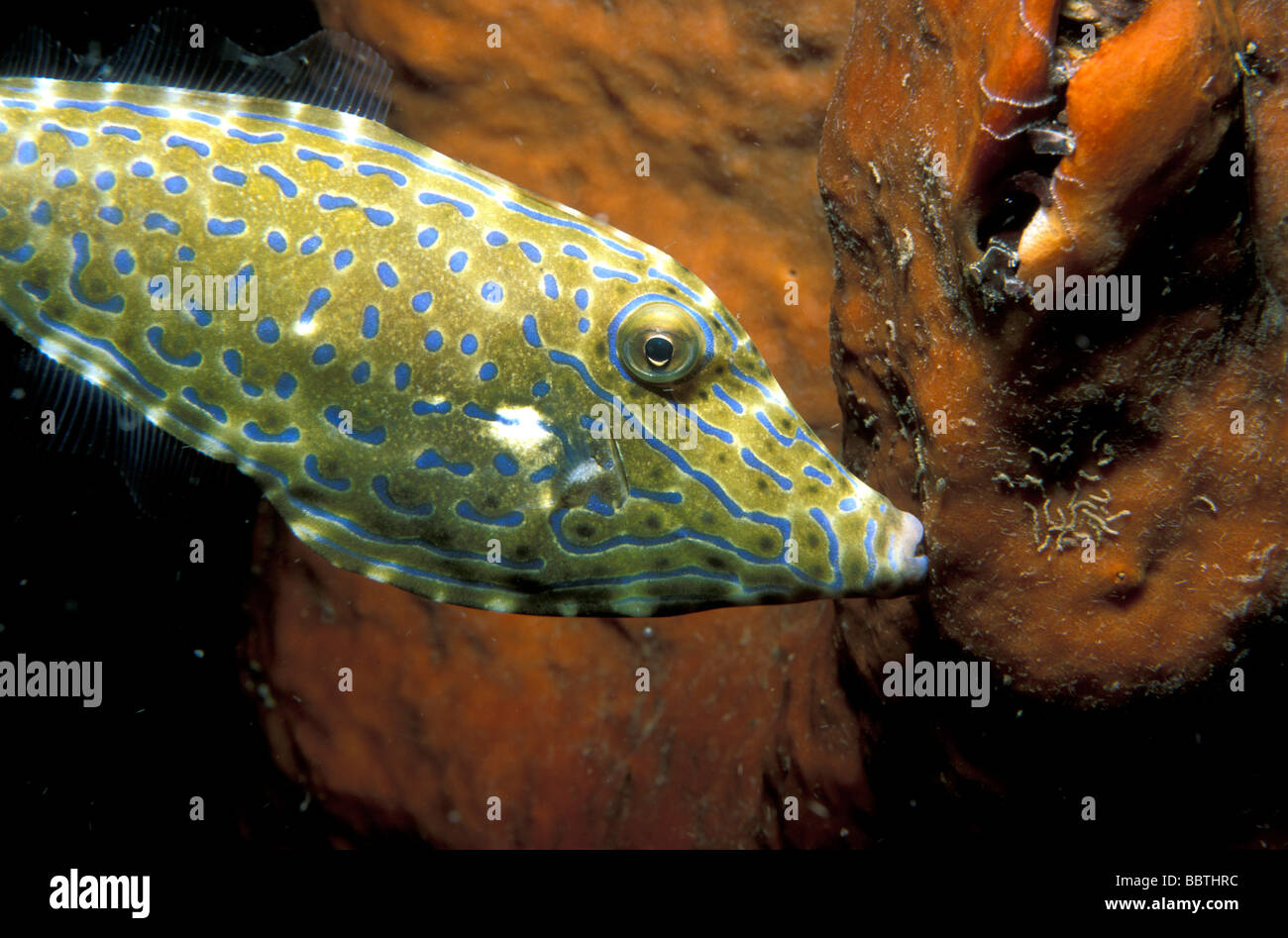 Scrawled filefish, Indonesia Stock Photo - Alamy