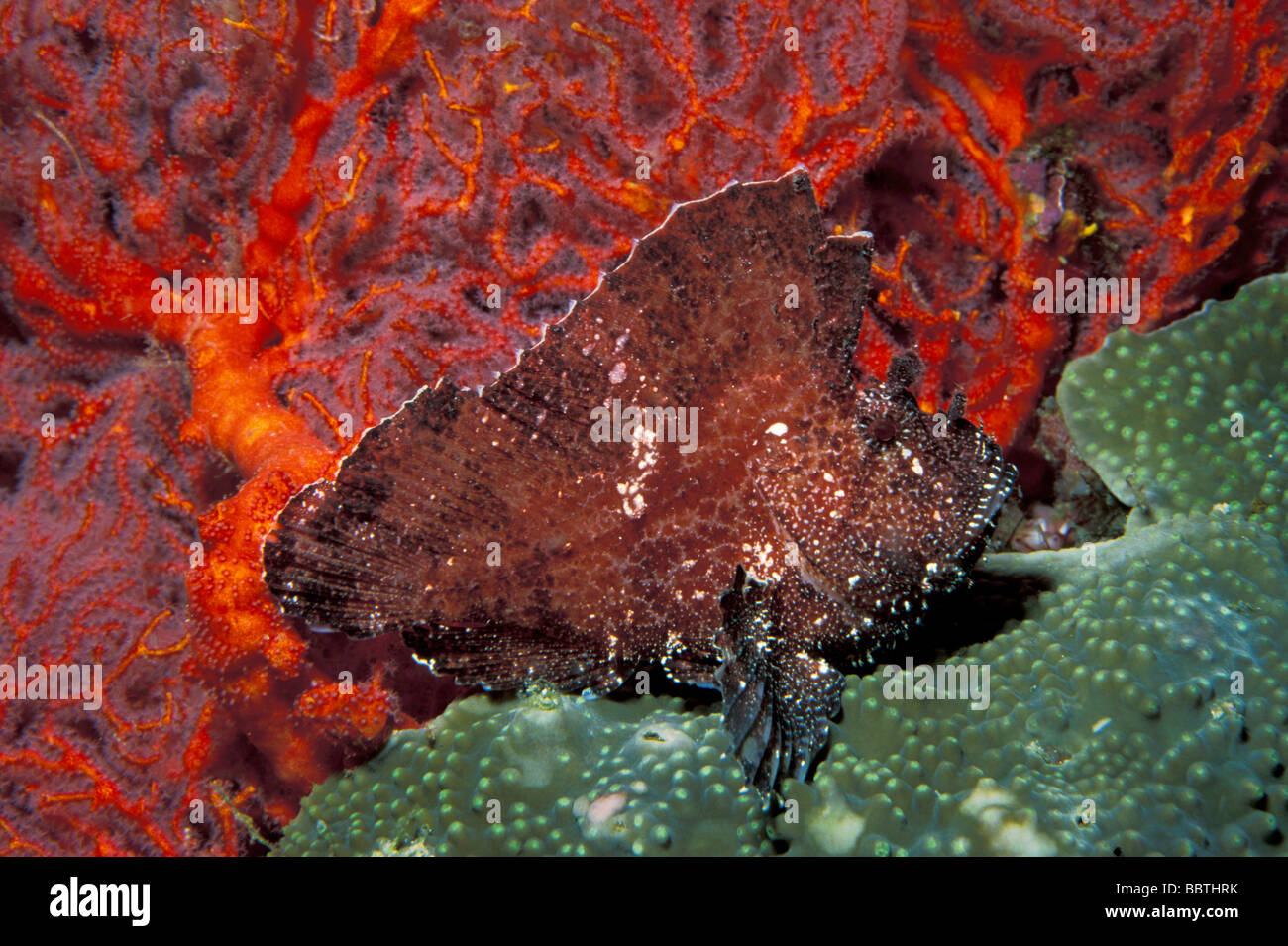 Leaf scorpionfish, Indonesia Stock Photo - Alamy