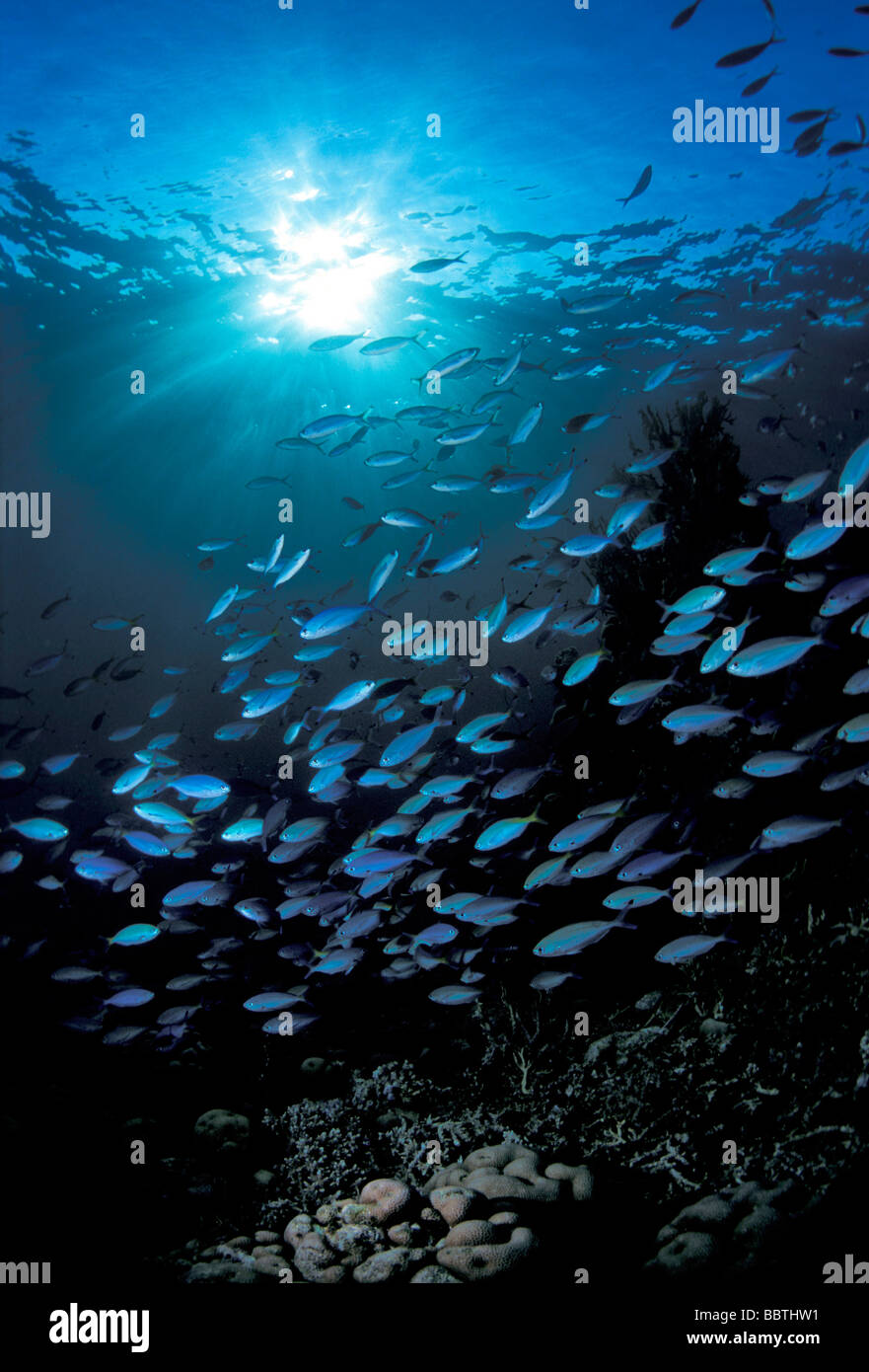 Caesio xanthonota, Indonesia Stock Photo - Alamy